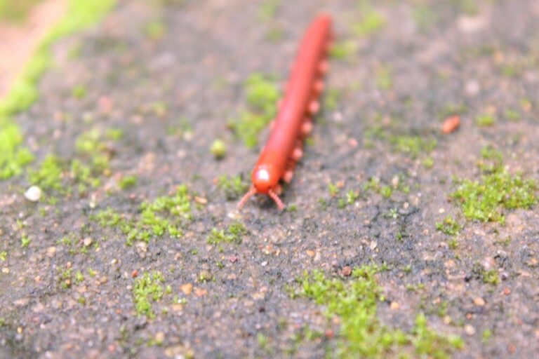 Białe robaki w koszu na śmieci: Jak skutecznie się ich pozbyć - Tapster.pl